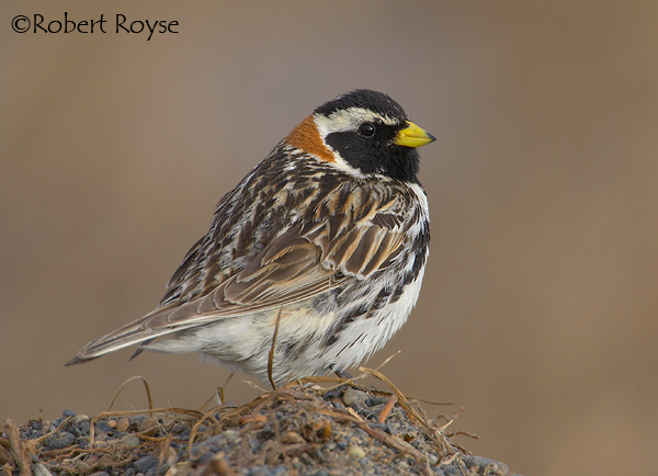 Lapland Longspur