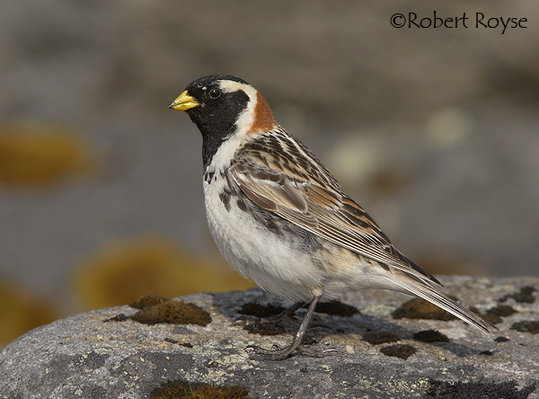Lapland Longspur