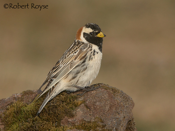 Lapland Longspur