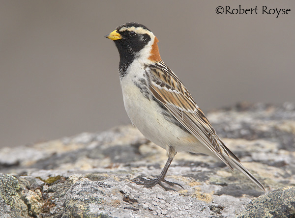 Lapland Longspur