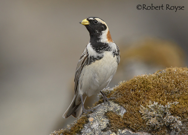 Lapland Longspur