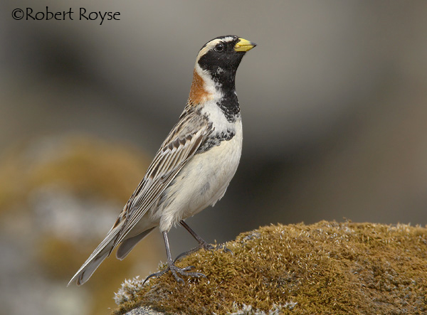 Lapland Longspur