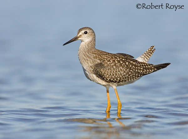 Lesser Yellowlegs