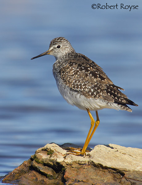 Lesser Yellowlegs