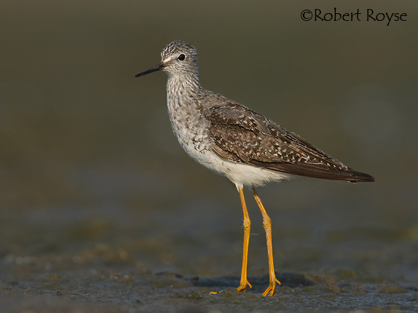 Lesser Yellowlegs