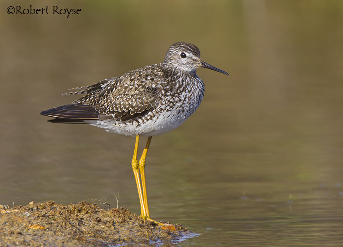 Lesser Yellowlegs