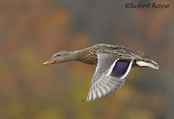 Mallard Anas platyrynchos