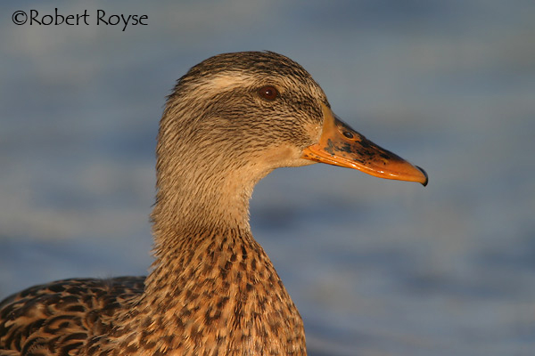 Mallard Anas platyrynchos
