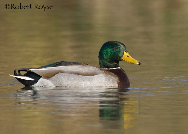 Mallard Anas platyrynchos