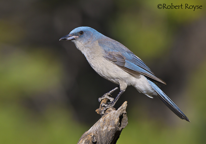 Mexican Jay