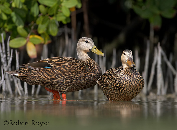 Mottled Duck