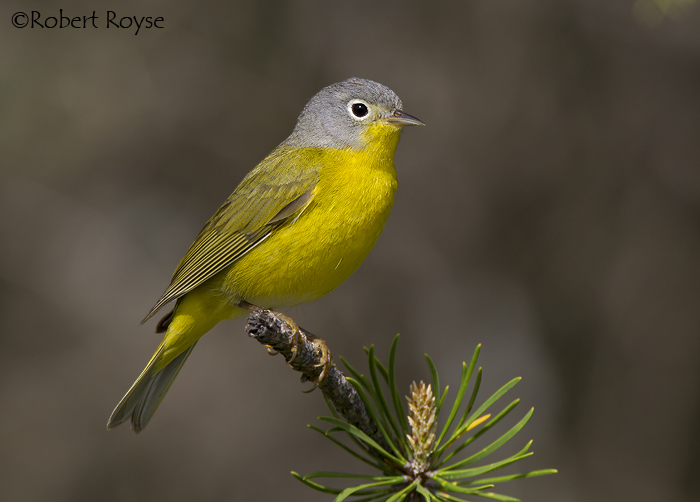 Nashville Warbler