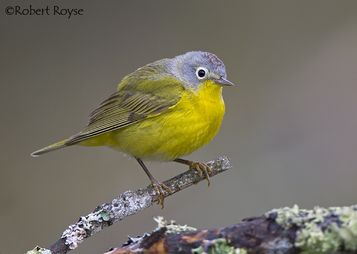 Nashville Warbler