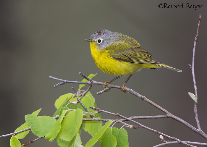 Nashville Warbler