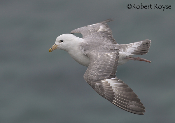 Northern Fulmar