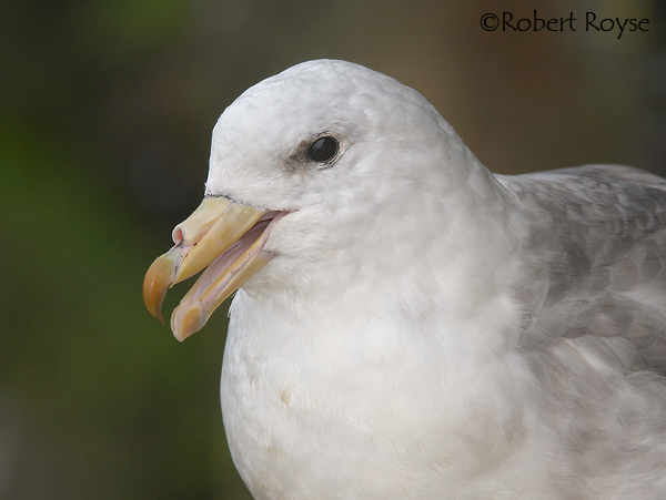 Northern Fulmar