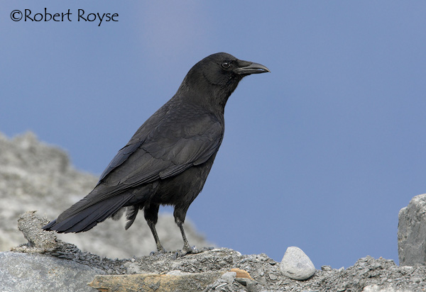 Northwestern Crow