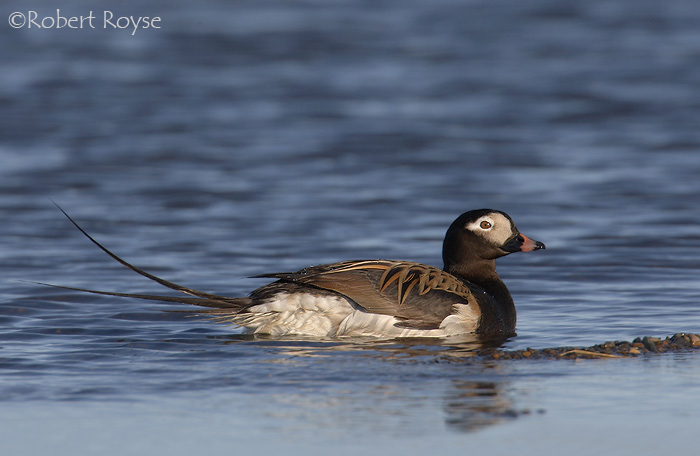 Long-tailed Duck (Oldsquaw)