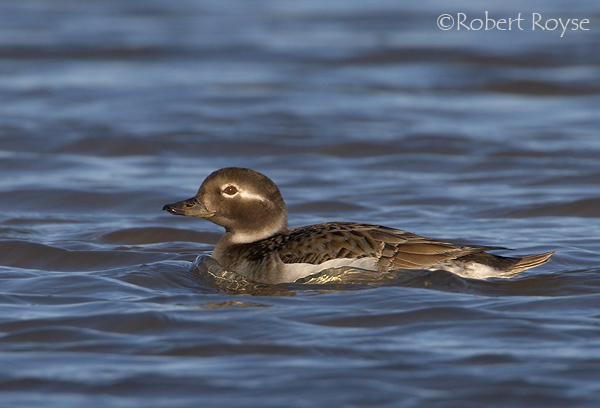 Long-tailed Duck (Oldsquaw)