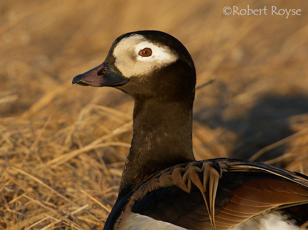 Long-tailed Duck (Oldsquaw)