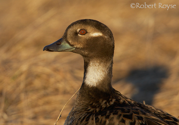 Long-tailed Duck (Oldsquaw)