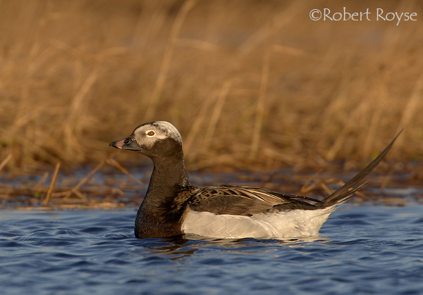 Long-tailed Duck (Oldsquaw)