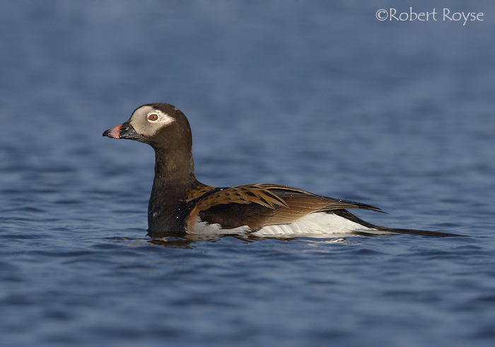 Long-tailed Duck (Oldsquaw)