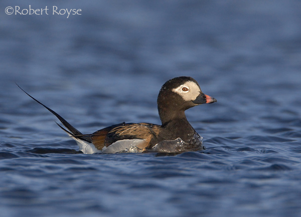 Long-tailed Duck (Oldsquaw)