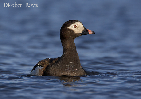Long-tailed Duck (Oldsquaw)