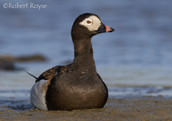 Long-tailed Duck (Oldsquaw)