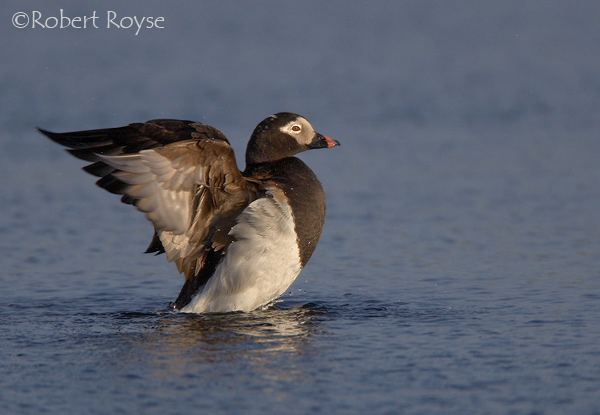 Long-tailed Duck (Oldsquaw)