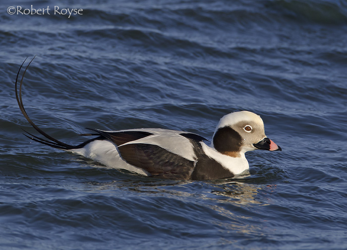Long-tailed Duck (Oldsquaw)