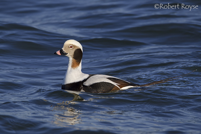 Long-tailed Duck (Oldsquaw)