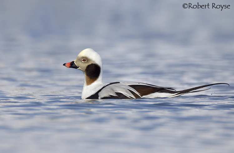 Long-tailed Duck (Oldsquaw)