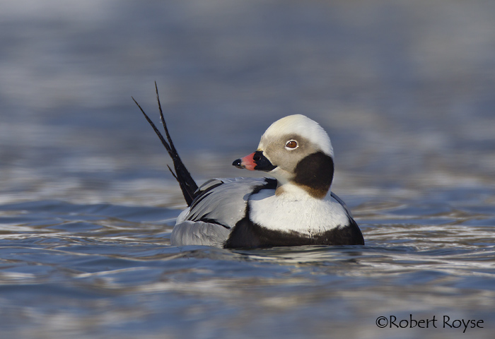 Long-tailed Duck (Oldsquaw)