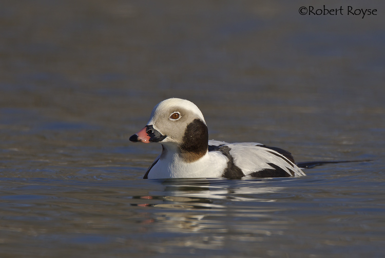 Long-tailed Duck (Oldsquaw)