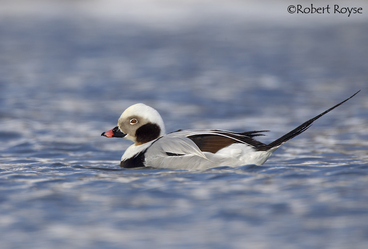Long-tailed Duck (Oldsquaw)