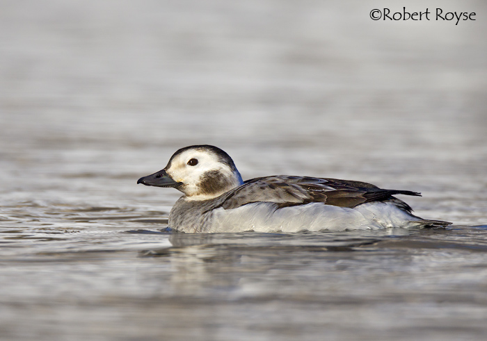 Long-tailed Duck (Oldsquaw)