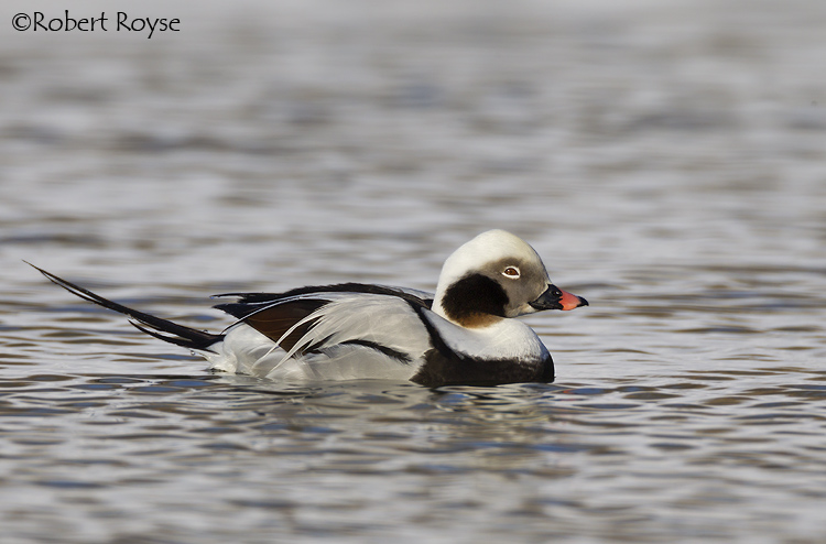 Long-tailed Duck (Oldsquaw)