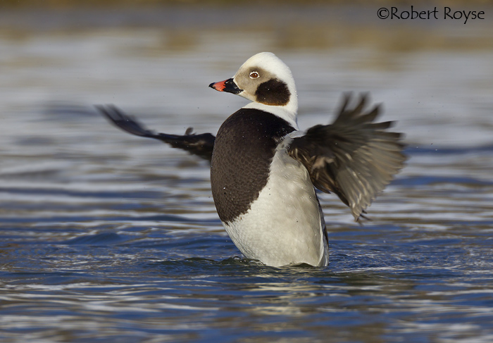 Long-tailed Duck (Oldsquaw)