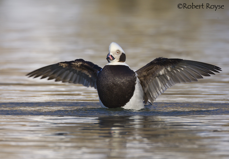 Long-tailed Duck (Oldsquaw)