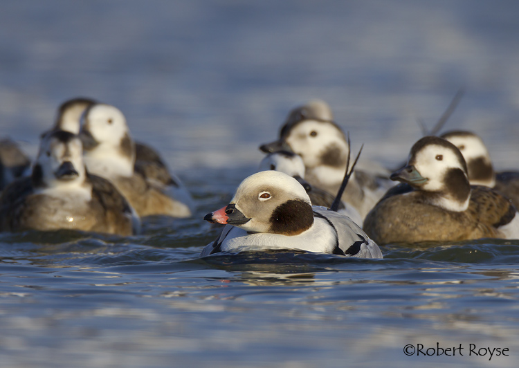 Long-tailed Duck (Oldsquaw)