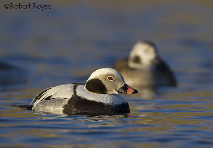 Long-tailed Duck (Oldsquaw)