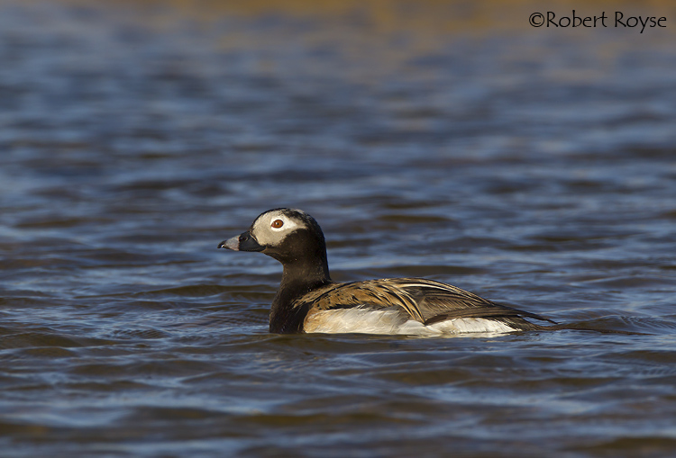 Long-tailed Duck (Oldsquaw)