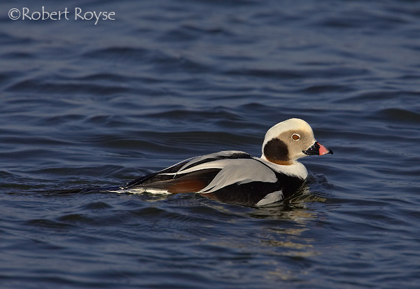 Long-tailed Duck (Oldsquaw)