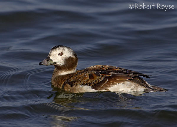 Long-tailed Duck (Oldsquaw)