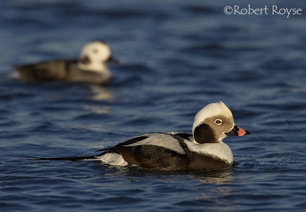Long-tailed Duck (Oldsquaw)