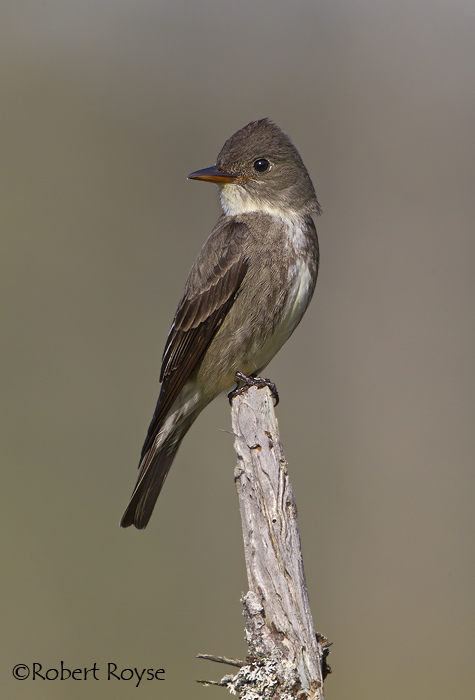 Olive-sided Flycatcher