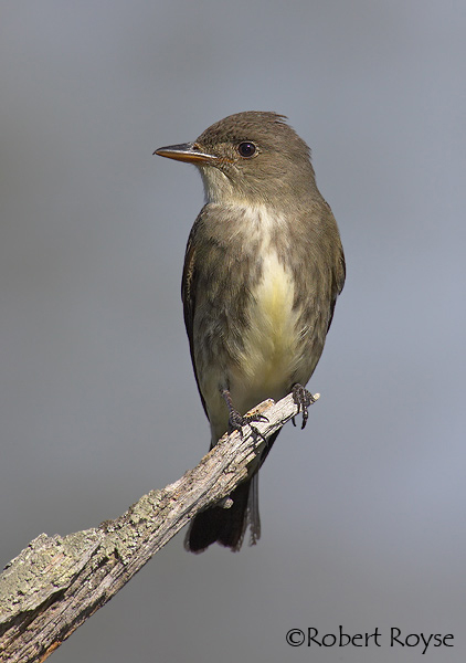 Olive-sided Flycatcher