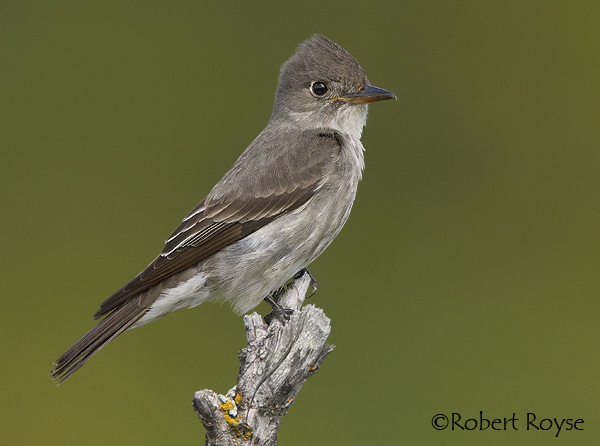 Olive-sided Flycatcher